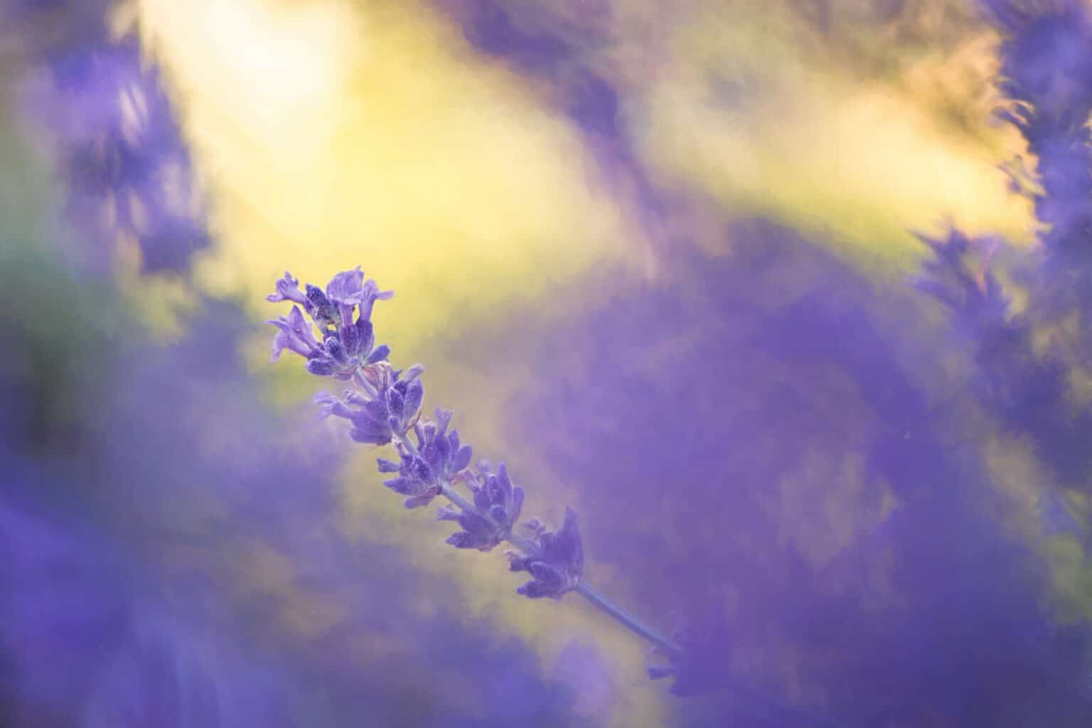 Digital Oasis: Lavender and Its Escapist Influence - Indigo and ...