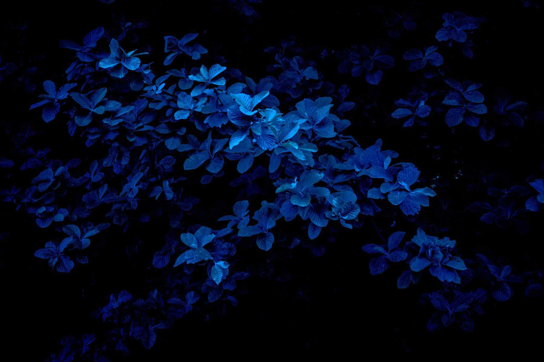 Beyond the Blue: Unveiling Secrets of Blue Color Theory - Indigo and ...